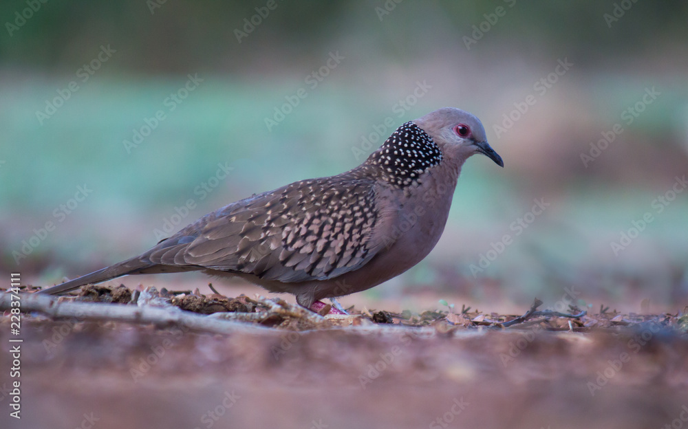 Pigeons and doves constitute the bird family Columbidae and the order ...