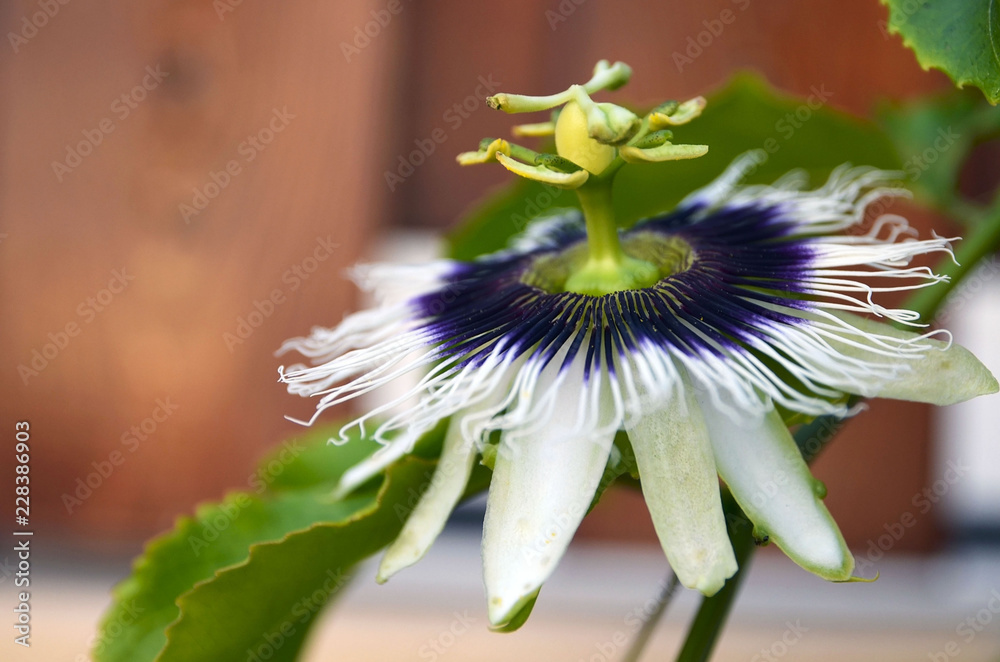 Lilikoi Flower | Best Flower Site