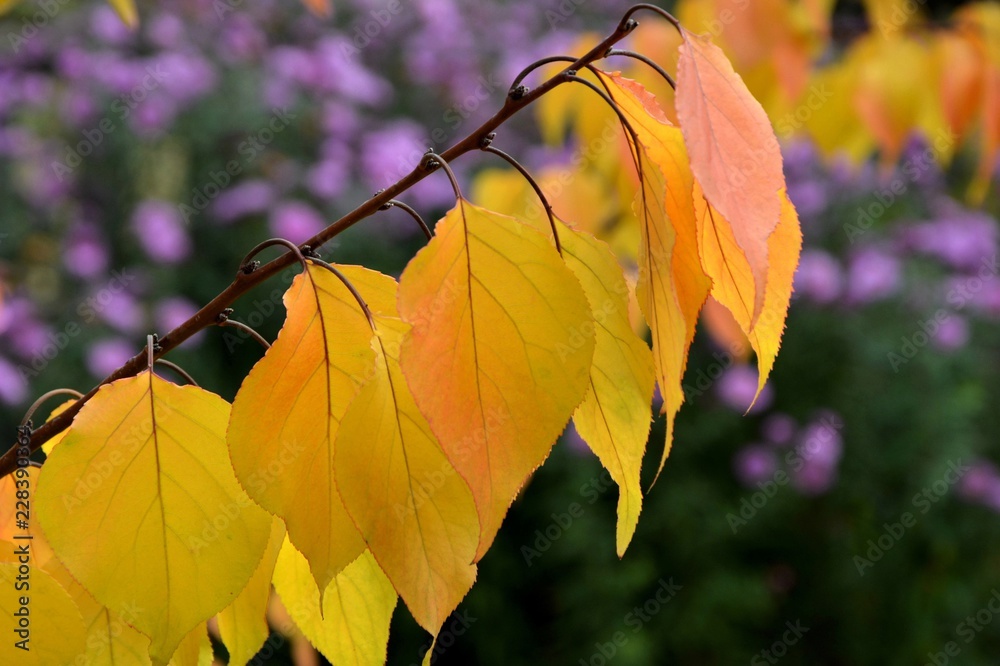 Apricot Tree Leaves
