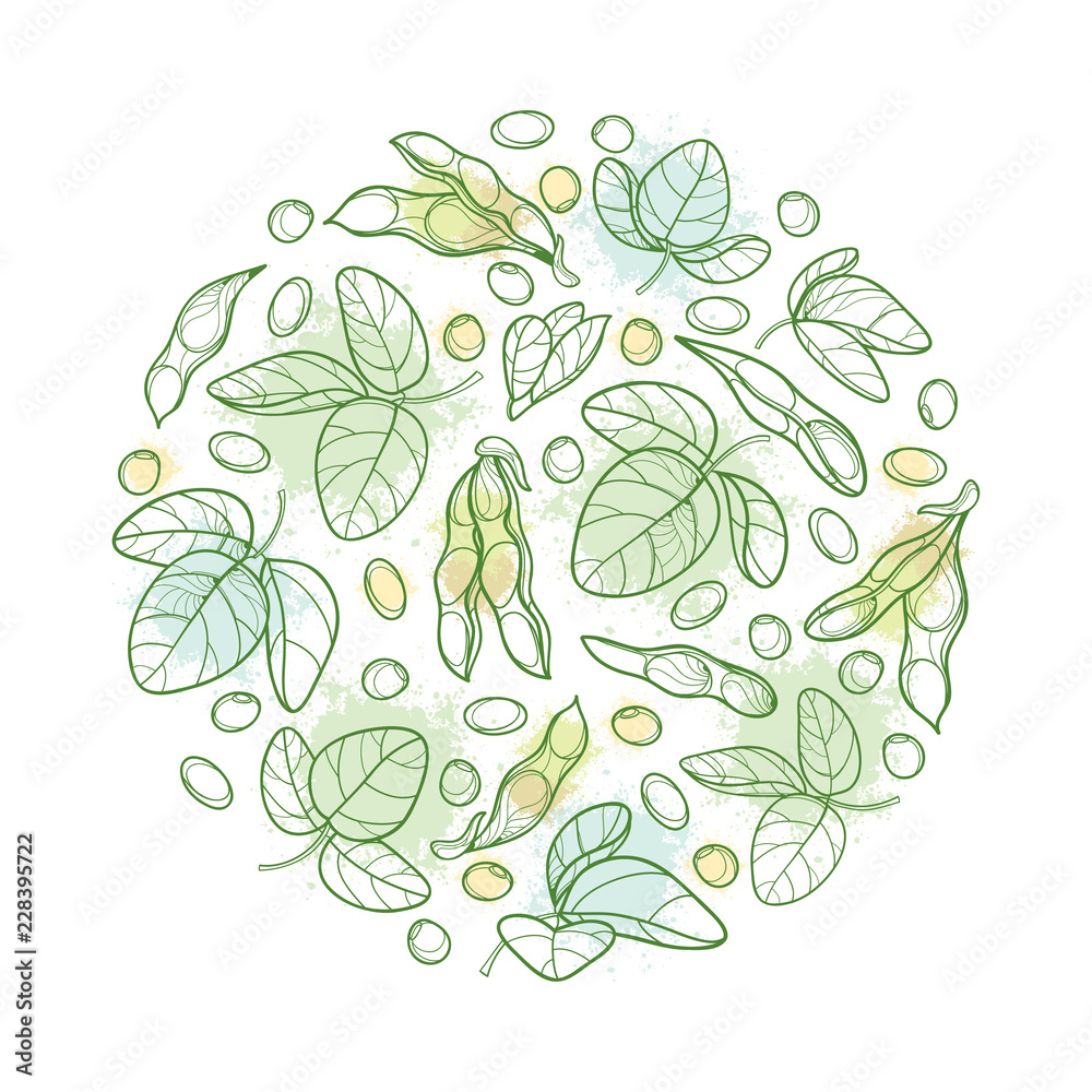 Vector round bunch with outline Soybean or Soy bean pod with beans and ...