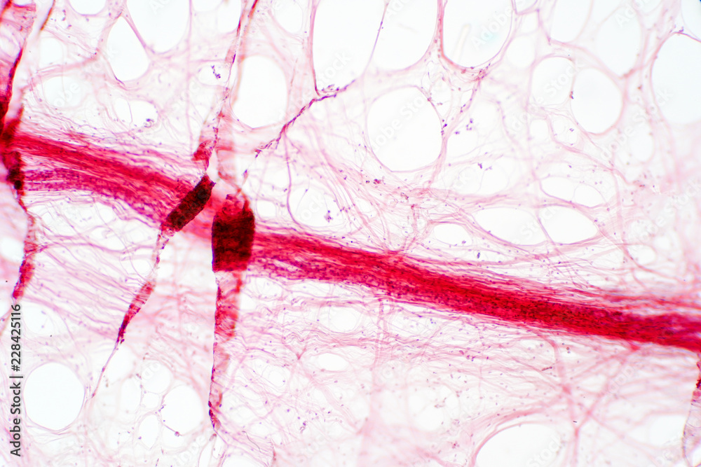 Areolar connective tissue under the microscope view. Stock Photo ...