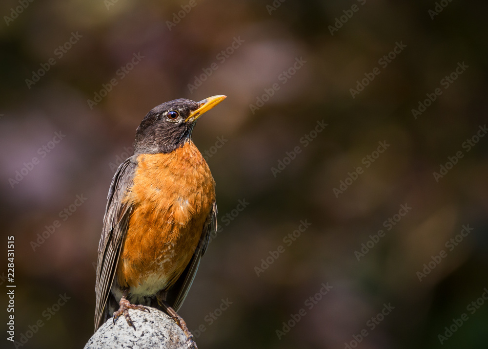 Poster A American Robin in midtown Toronto – Wall Art | UkPosters