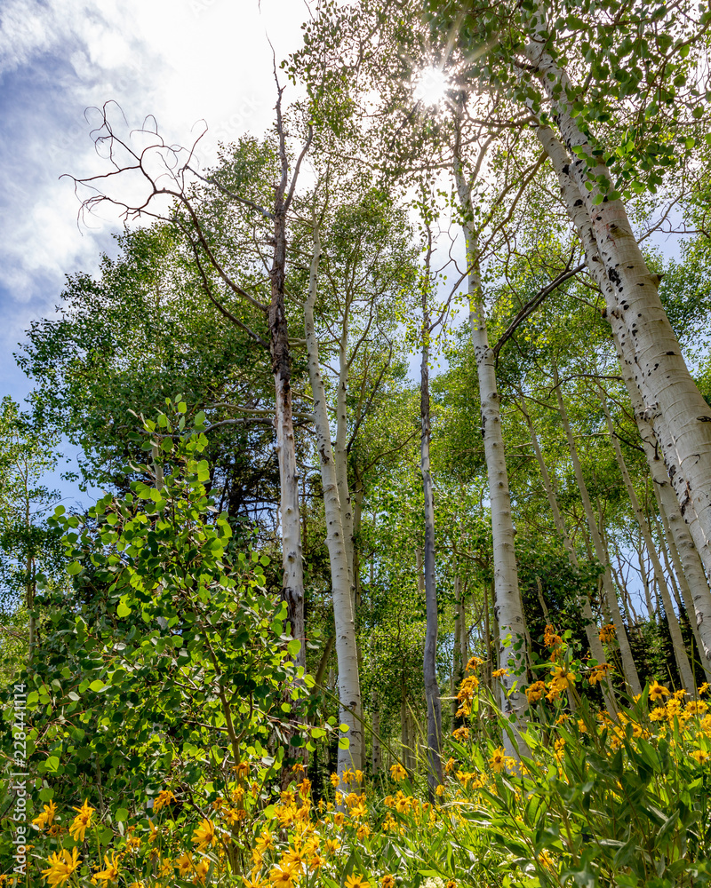 Pando, a system of over 40,000 clonal trees, all connected by their ...