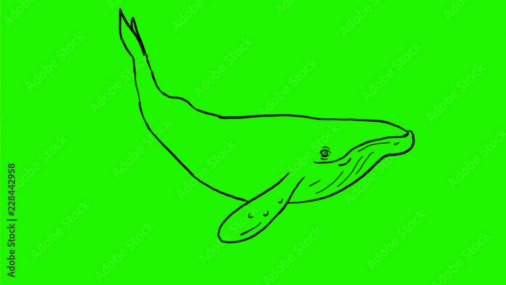 2d Animation motion graphics showing a drawing of a humpback whale ...