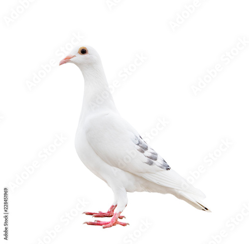 White Homing Pigeon
