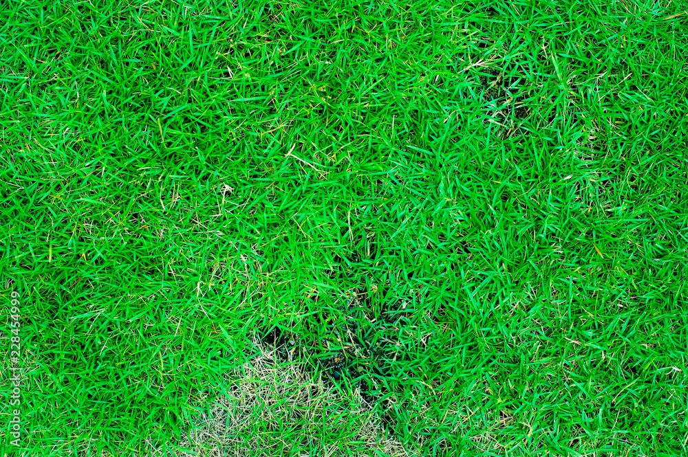 Grass texture. grass background. patchy grass, lawn in bad condition ...