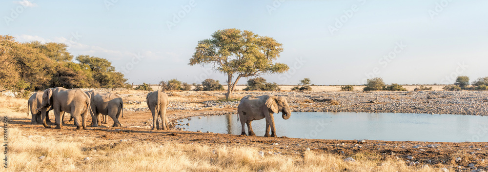elephants in Namibia Stock Photo | Adobe Stock