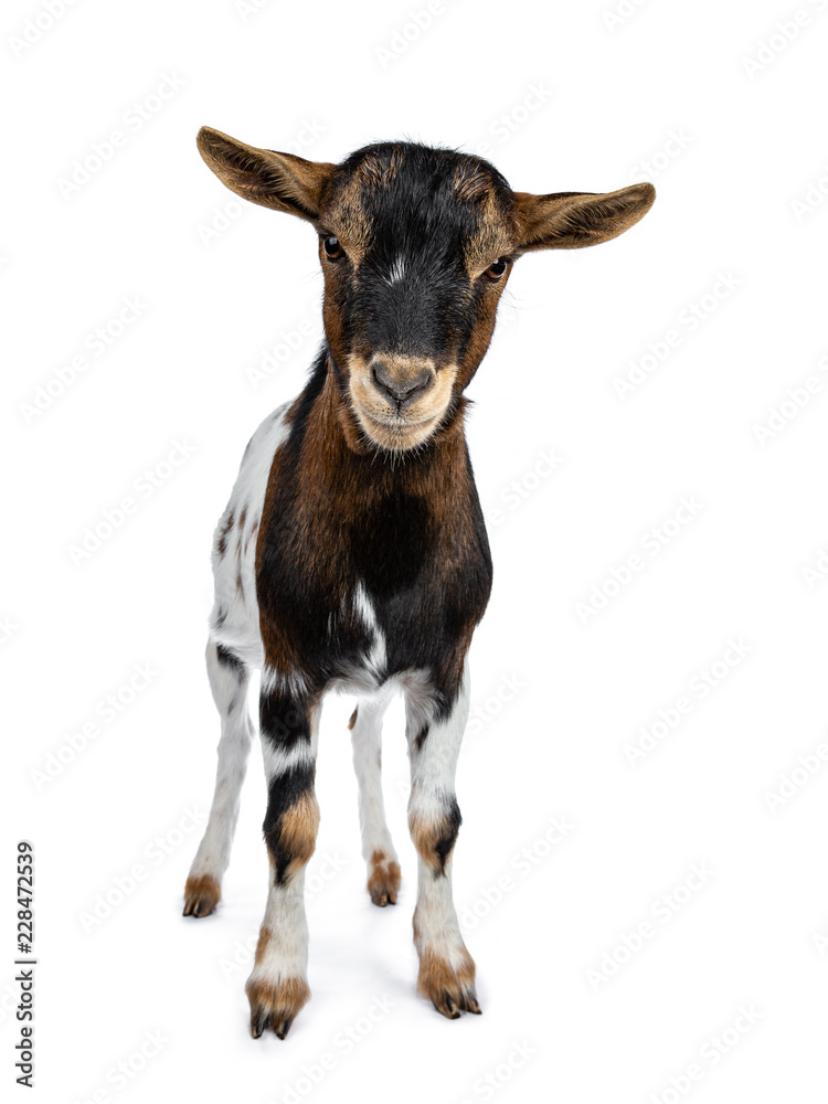 Funny white, brown and black spotted pygmy goat standing front view ...