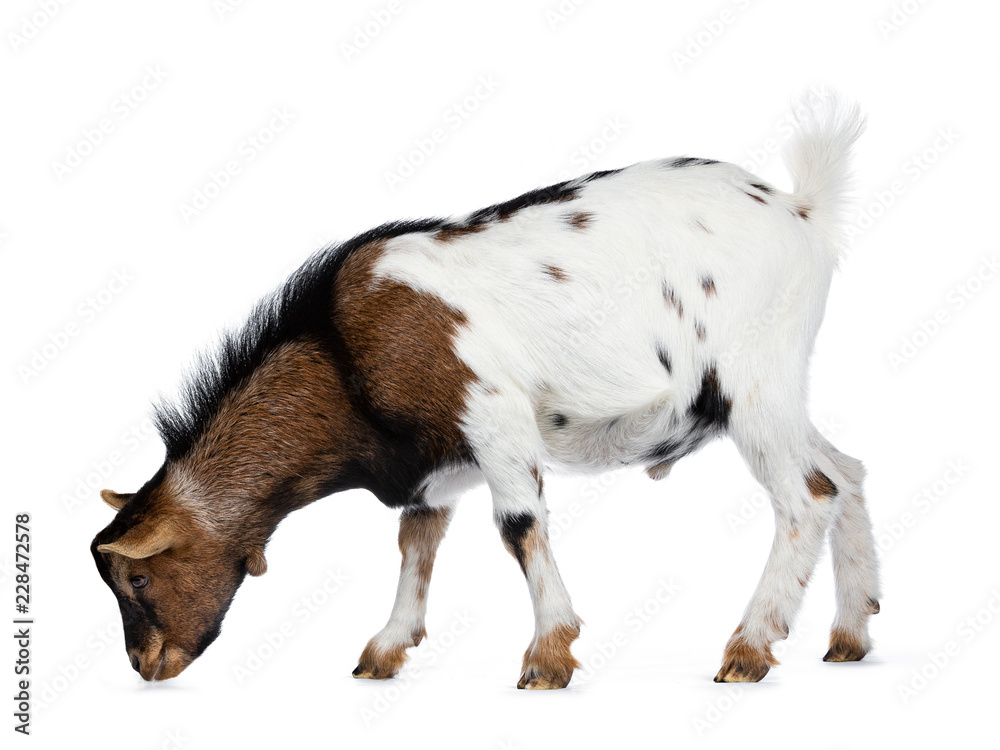 Funny smiling white, brown and black spotted pygmy goat standing side ...