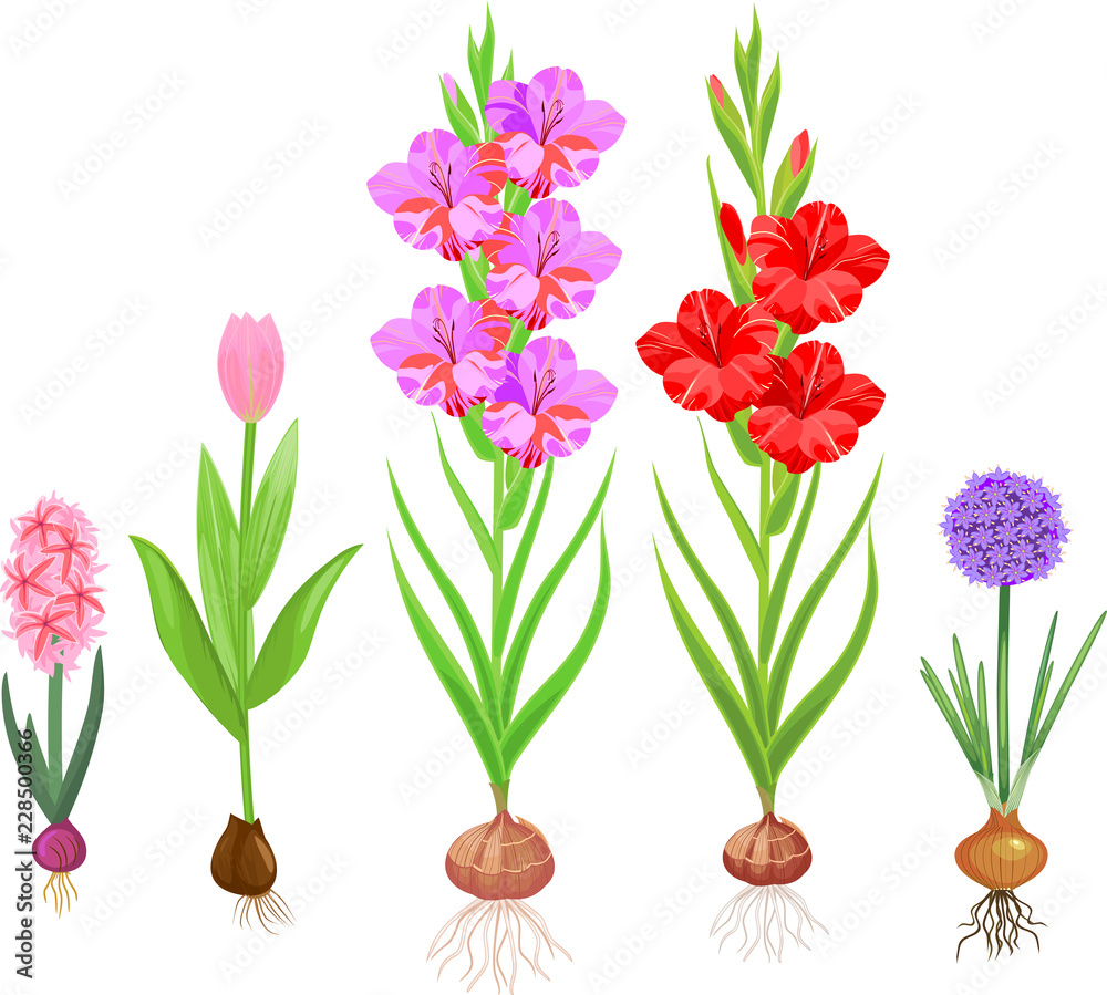 Set of different flowering bulbous plants with root system isolated on ...