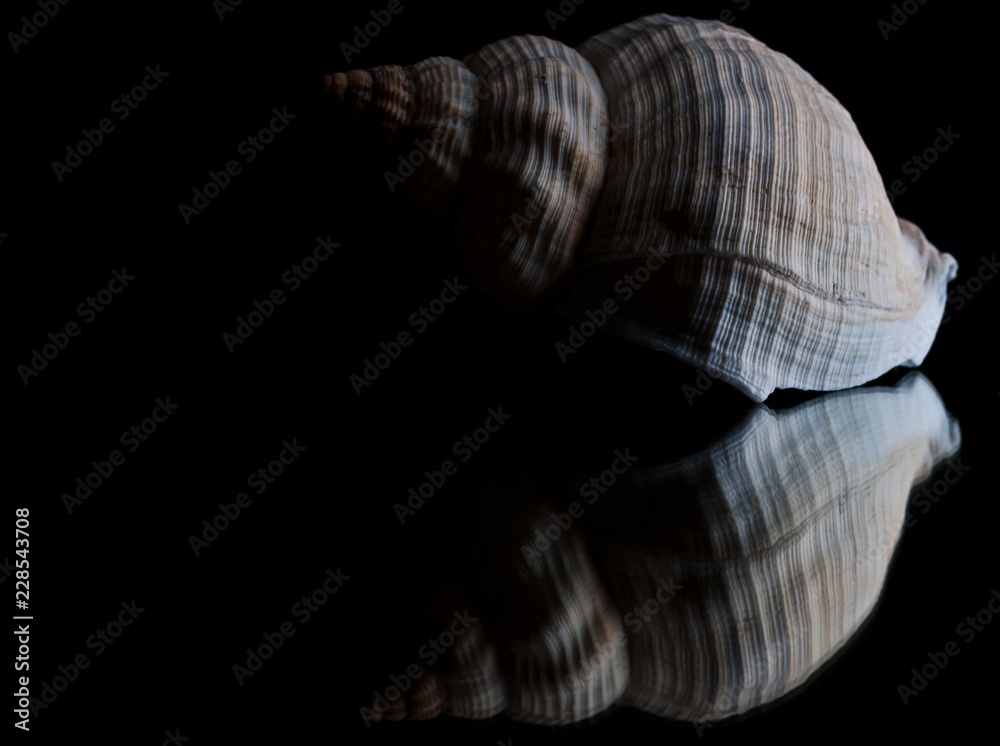 high contrast and reflection of a shell in a black background with ...