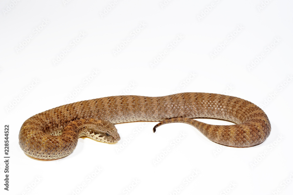 Todesotter (Acanthophis hawkei) - death adder Stock Photo | Adobe Stock