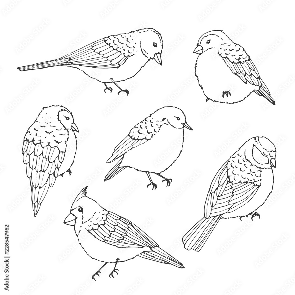 Hand drawn vector birds line art set. Cute little creatures isolated on ...
