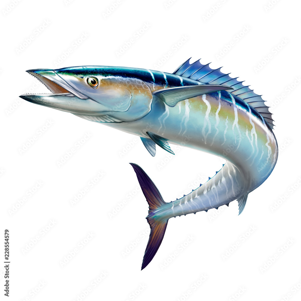 Spanish Mackerel big fish on white Stock Illustration | Adobe Stock