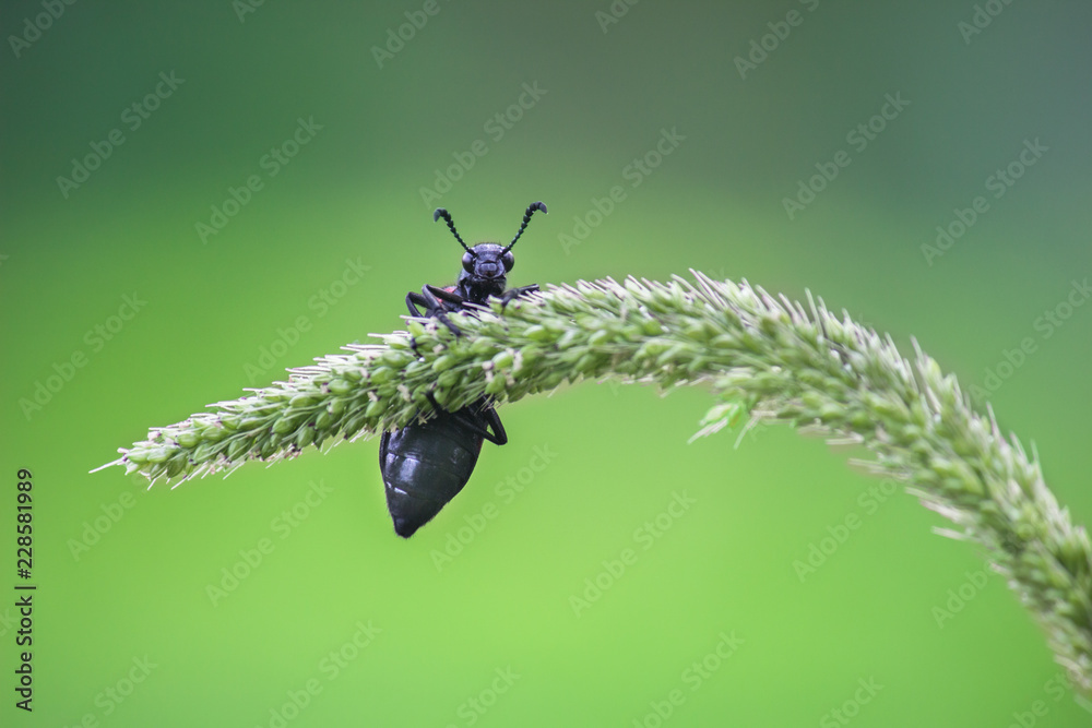 Foto de Beetles are a group of insects that form order Coleoptera, in ...