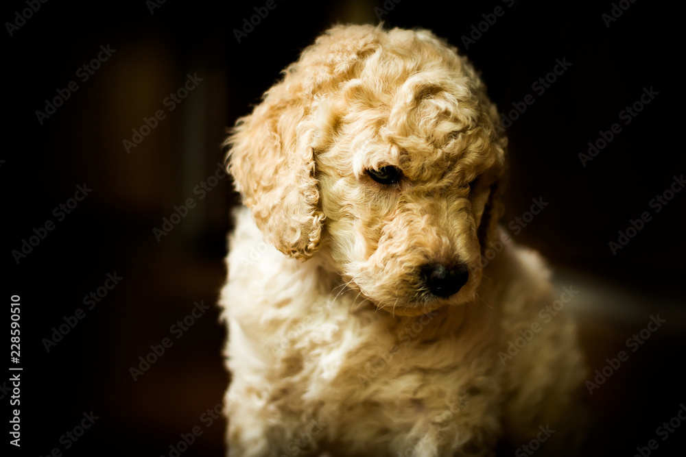 Cute little labradoodle puppy portrait indoors Stock Photo | Adobe Stock