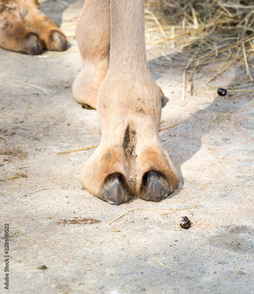 foot camel Stock Photo | Adobe Stock