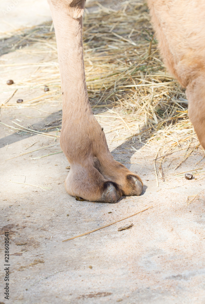 foot camel Stock Photo | Adobe Stock