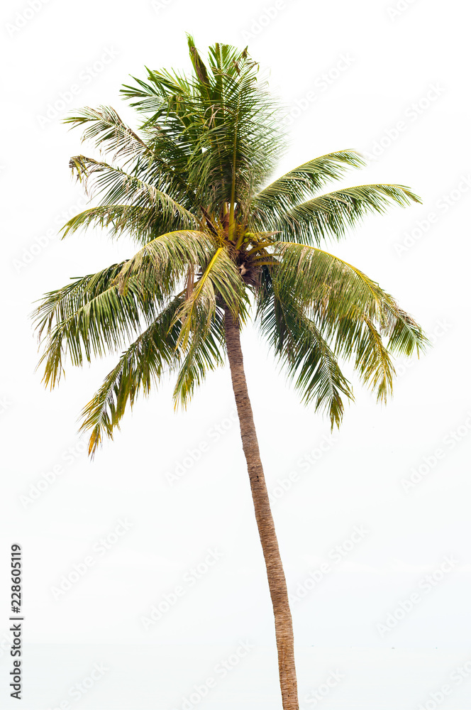 Single Coconut Tree Wallpaper