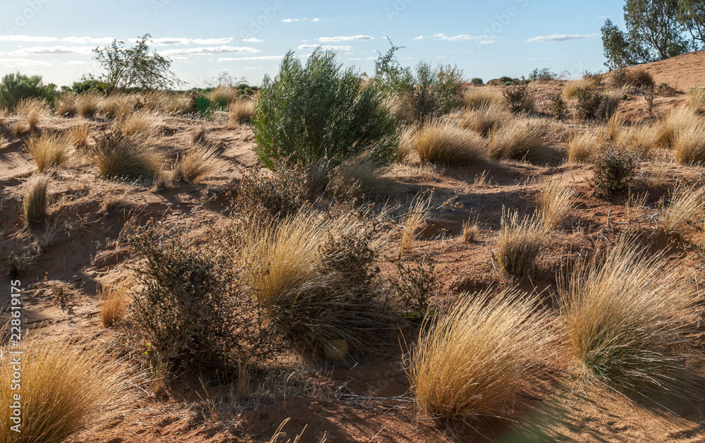 Outback Australia and its dry interia landscape full of relics bone ...