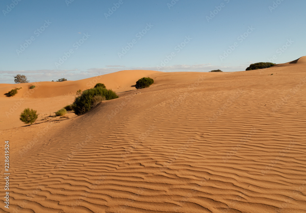 Outback Australia and its dry interia landscape full of relics bone ...
