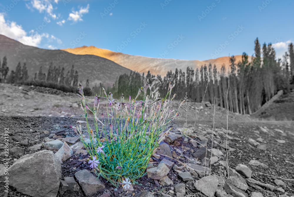 Beautiful natural landscape with mountains and Indus river at Alchi ...