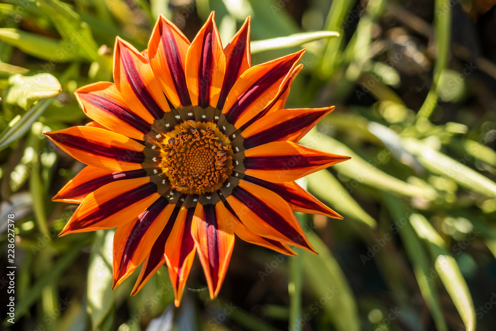 Pretty Orange Flower