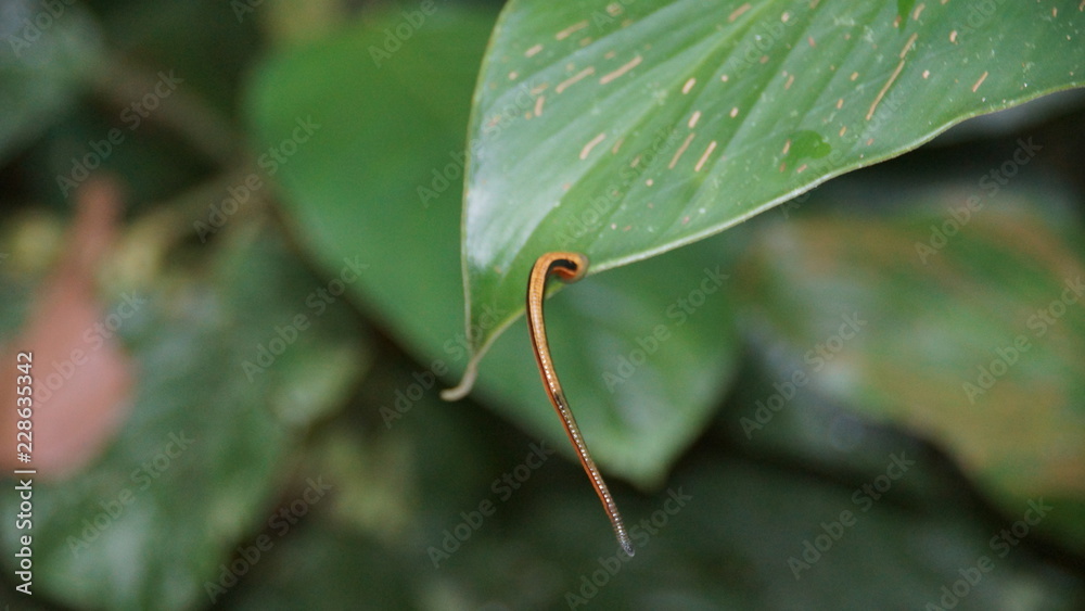Tiger Leech spotted in Danum Valley Rainforest, Borneo Stock Photo ...