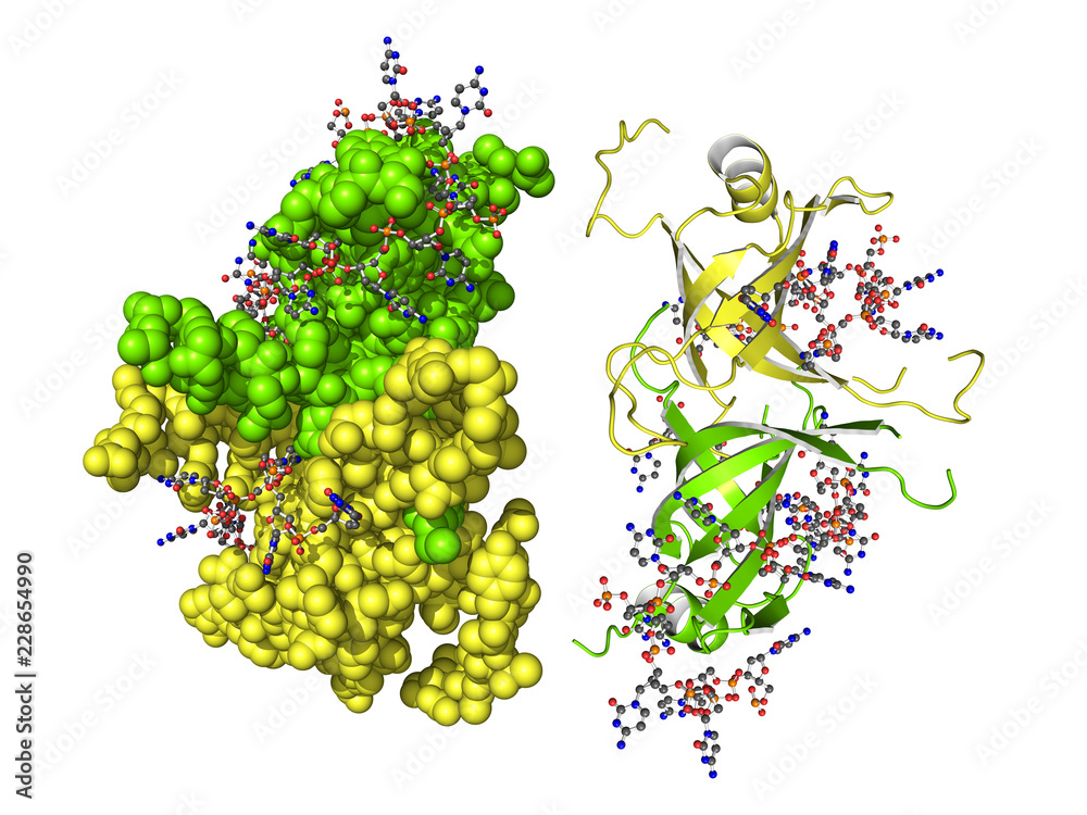 Space-filling and cartoon models of single-strand binding protein ...