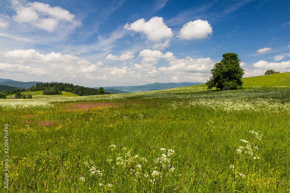 Beautiful Summer Day