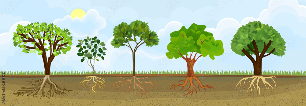 Set of different cartoon deciduous trees with green crown and root ...