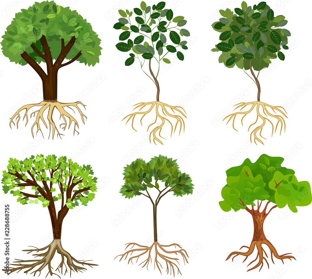 Set of different cartoon deciduous trees with green crown and root ...
