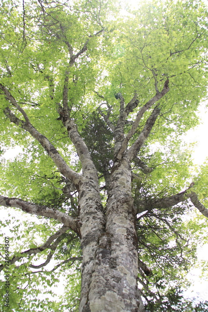 ブナの木 Stock 写真 | Adobe Stock