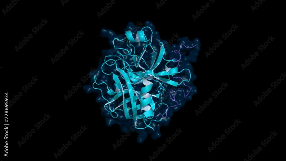 Thrombin is an enzyme active in blood clotting process. Rotating ...