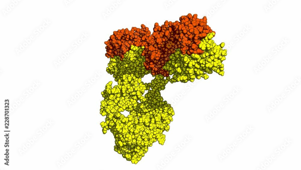 Antibody, rotating space-filling model seamless loop. Light and heavy ...