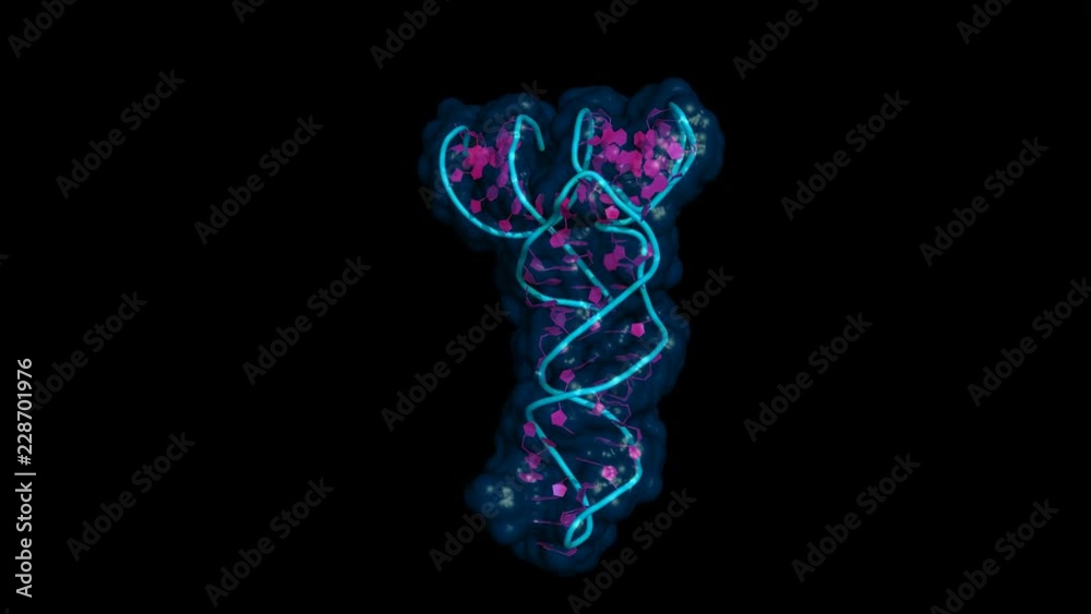 Transfer RNA (tRNA) carries amino-acids to the ribosome, where they are ...