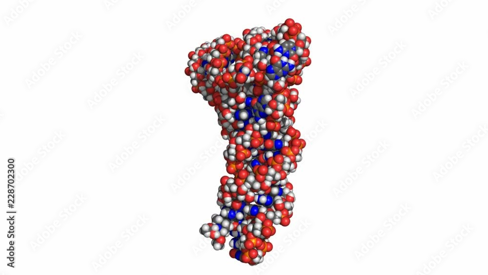 Transfer RNA (tRNA) is a small molecule that carries amino-acids to ...