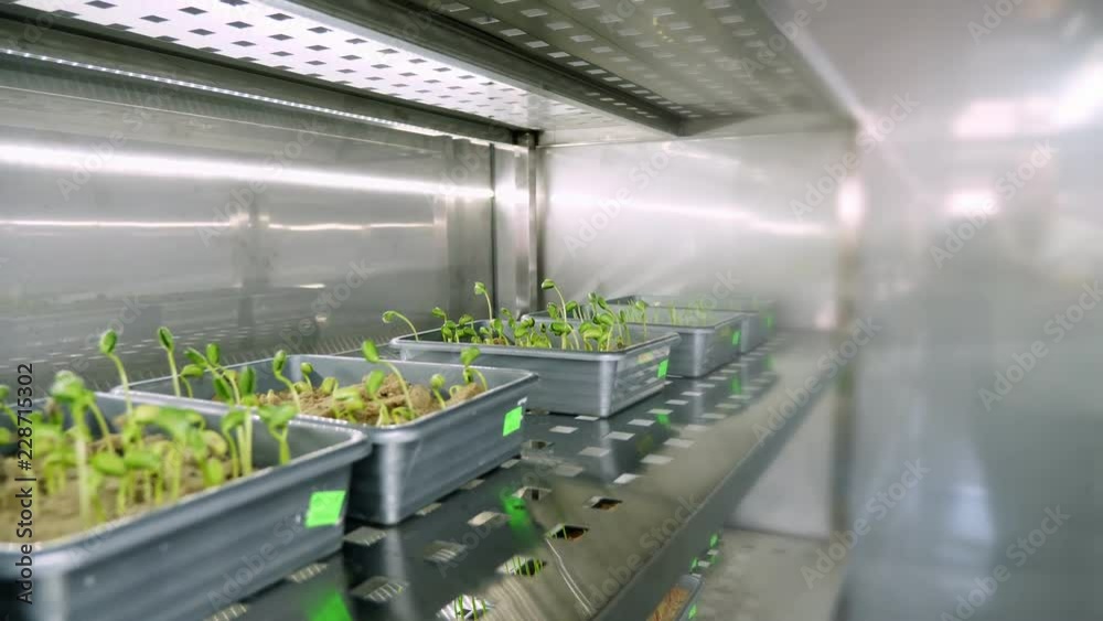 growing of young green sprouts in soil, in small boxes, on shelves of a ...