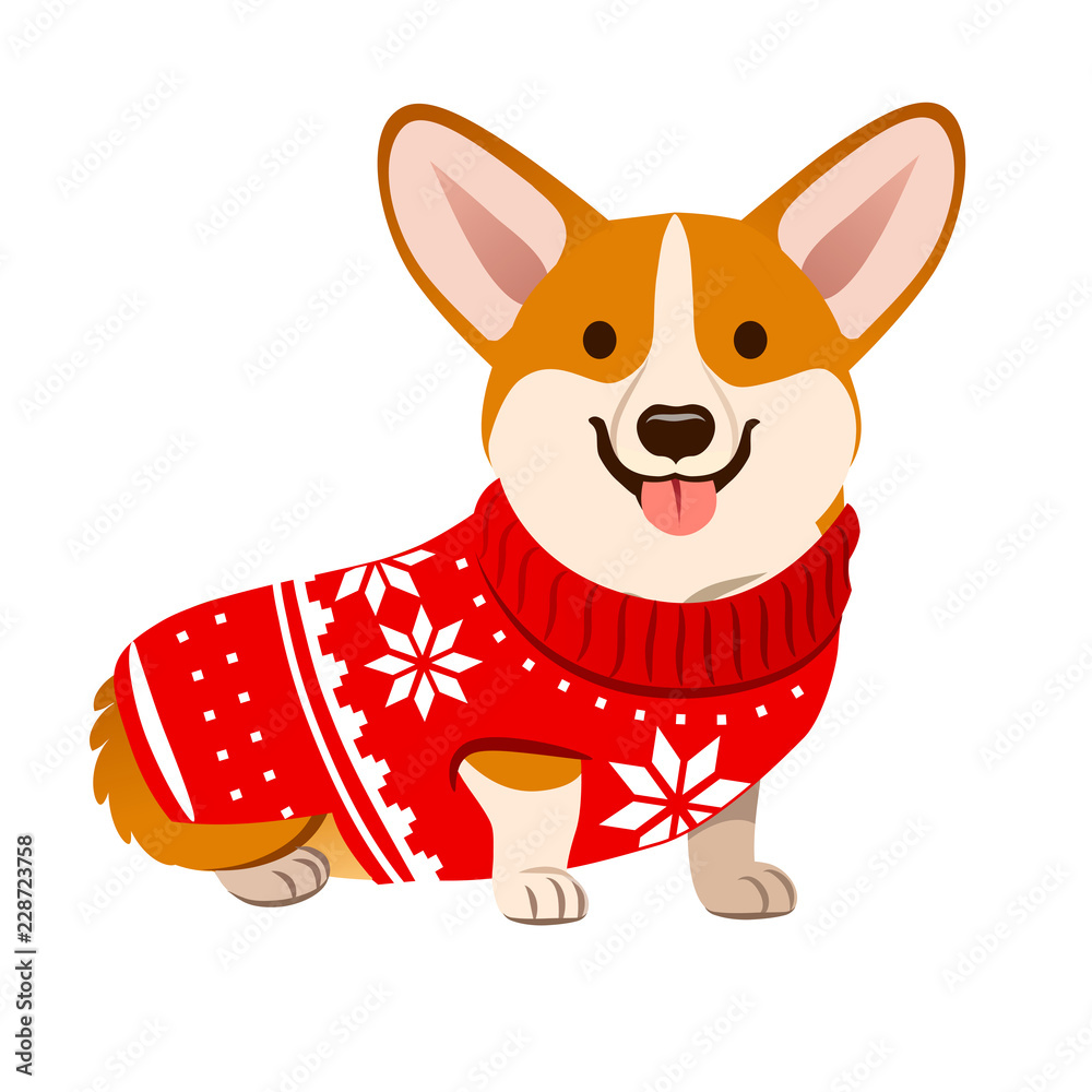 Corgi dog wearing a Christmas red sweater with Nordic snowflake pattern ...