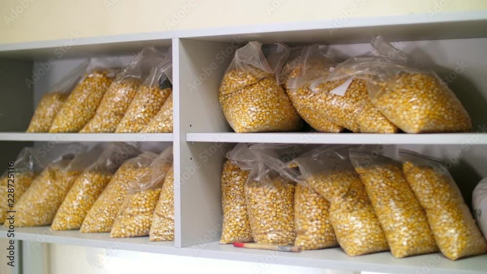 Laboratory research of corn seeds. samples of different species ...