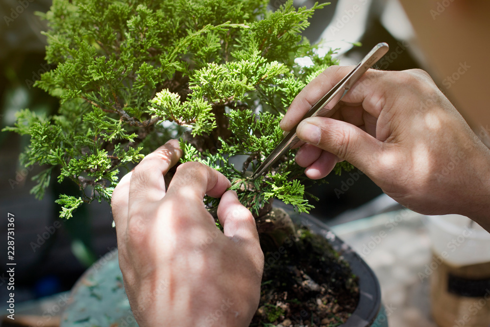 Making of bonsai trees. Handmade accessories wire and scissor bonsai ...