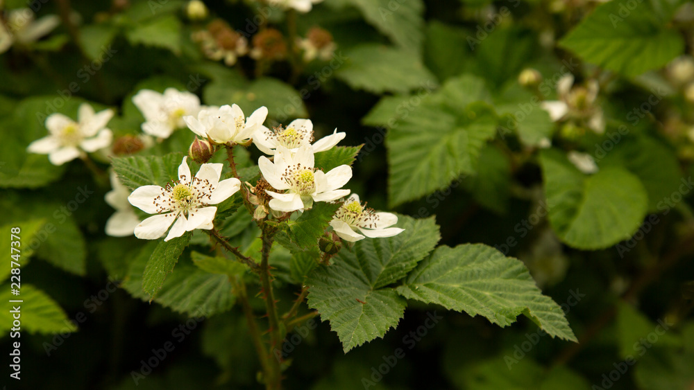Blackberry Bush Flowers