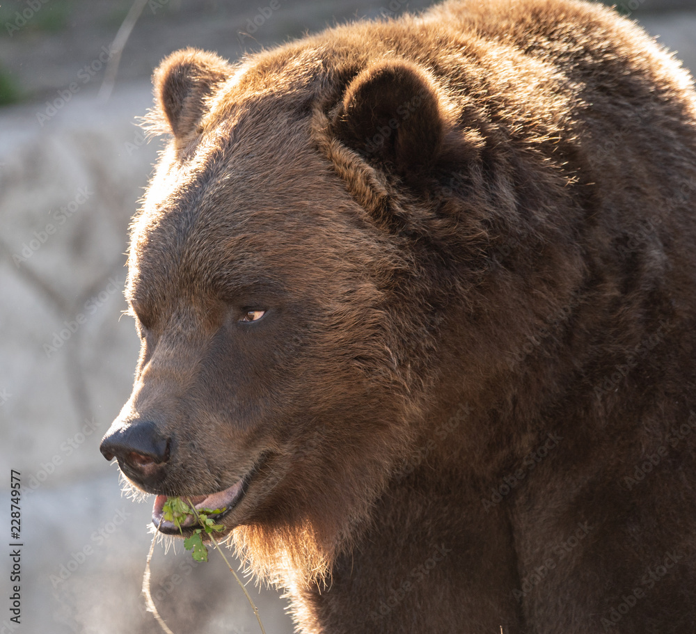 Grizzly Bear Side Profile