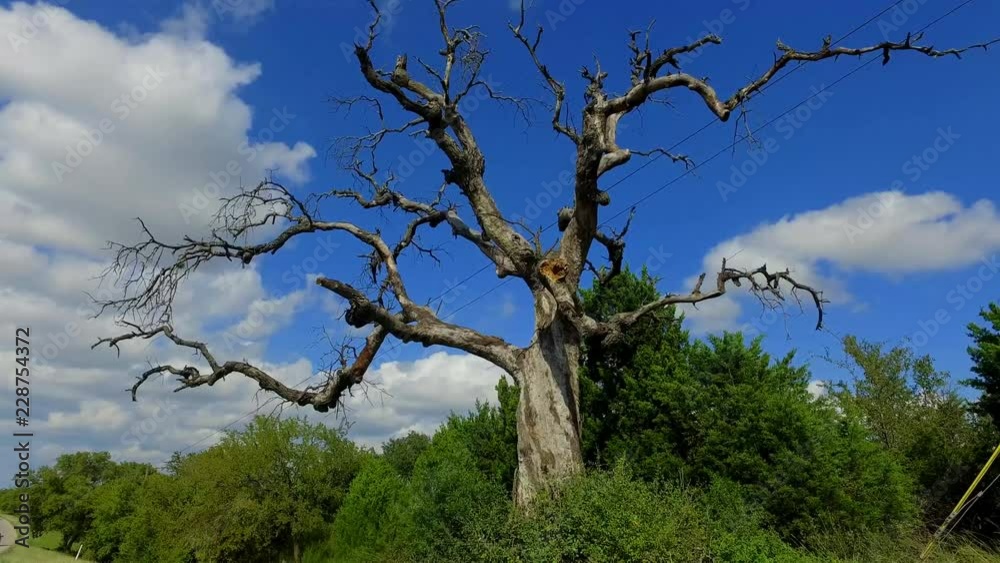 This creepy old tree, with its old tentacles reaching out in all ...