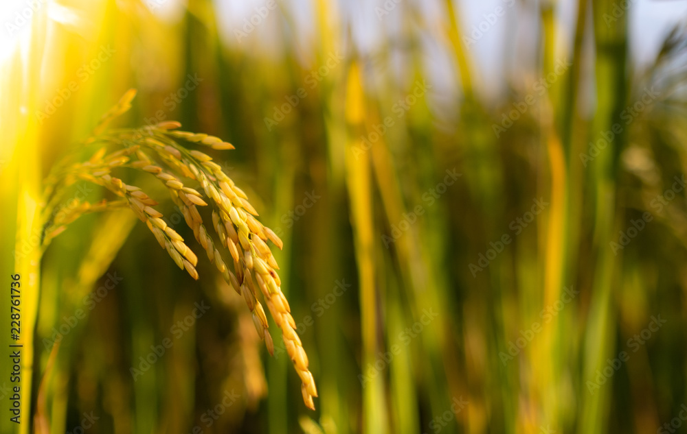 Rice Fields Close Up
