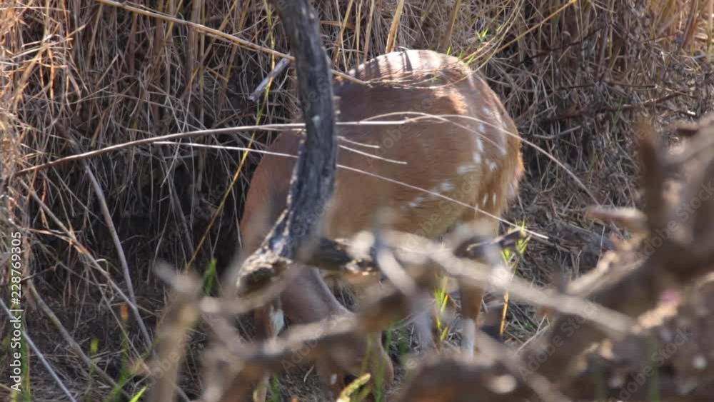 Footage of a young Bushbuck ewe feeding and drinking water at a natural ...