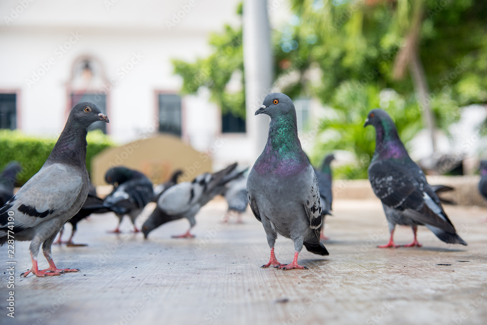 palomas en la plaza comiendo maiz Stock Photo | Adobe Stock
