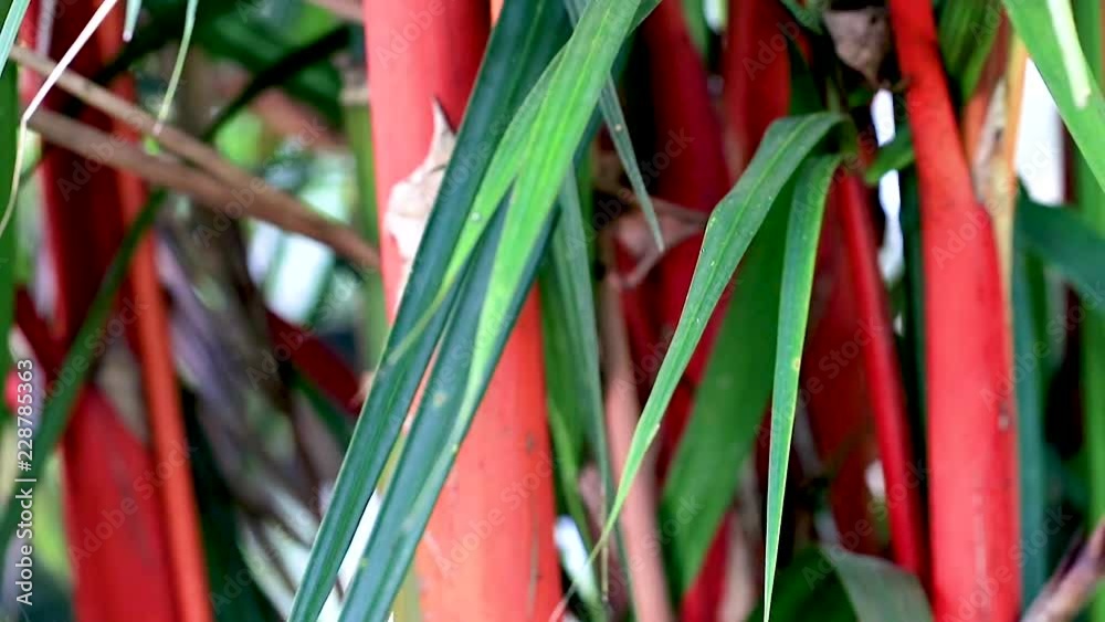 Long stalks of thick Red Bamboo growing in a rain forrest in Chiang Rai ...