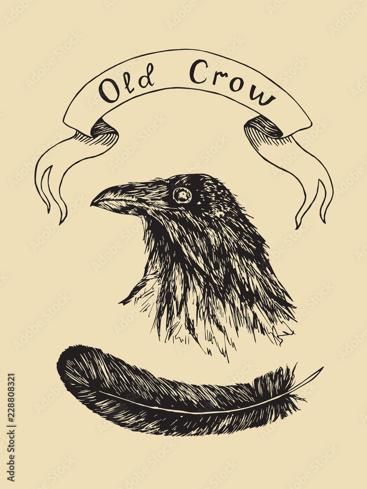 Crow head portrait with black feather and label banner old crow, hand ...