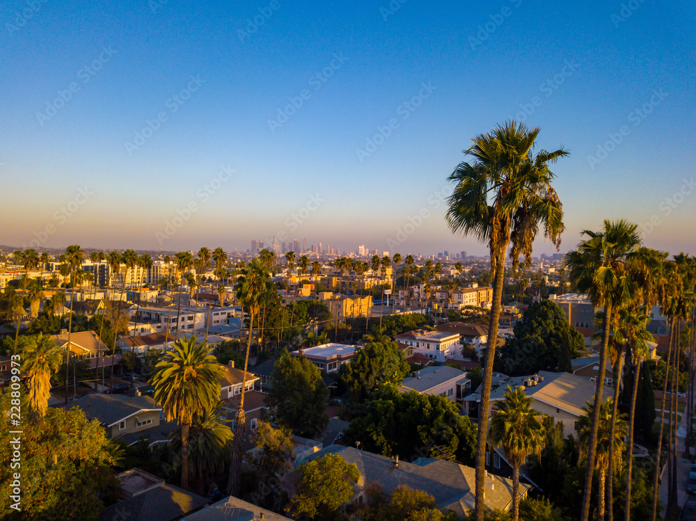 Hollywood Skyline Palm Trees
